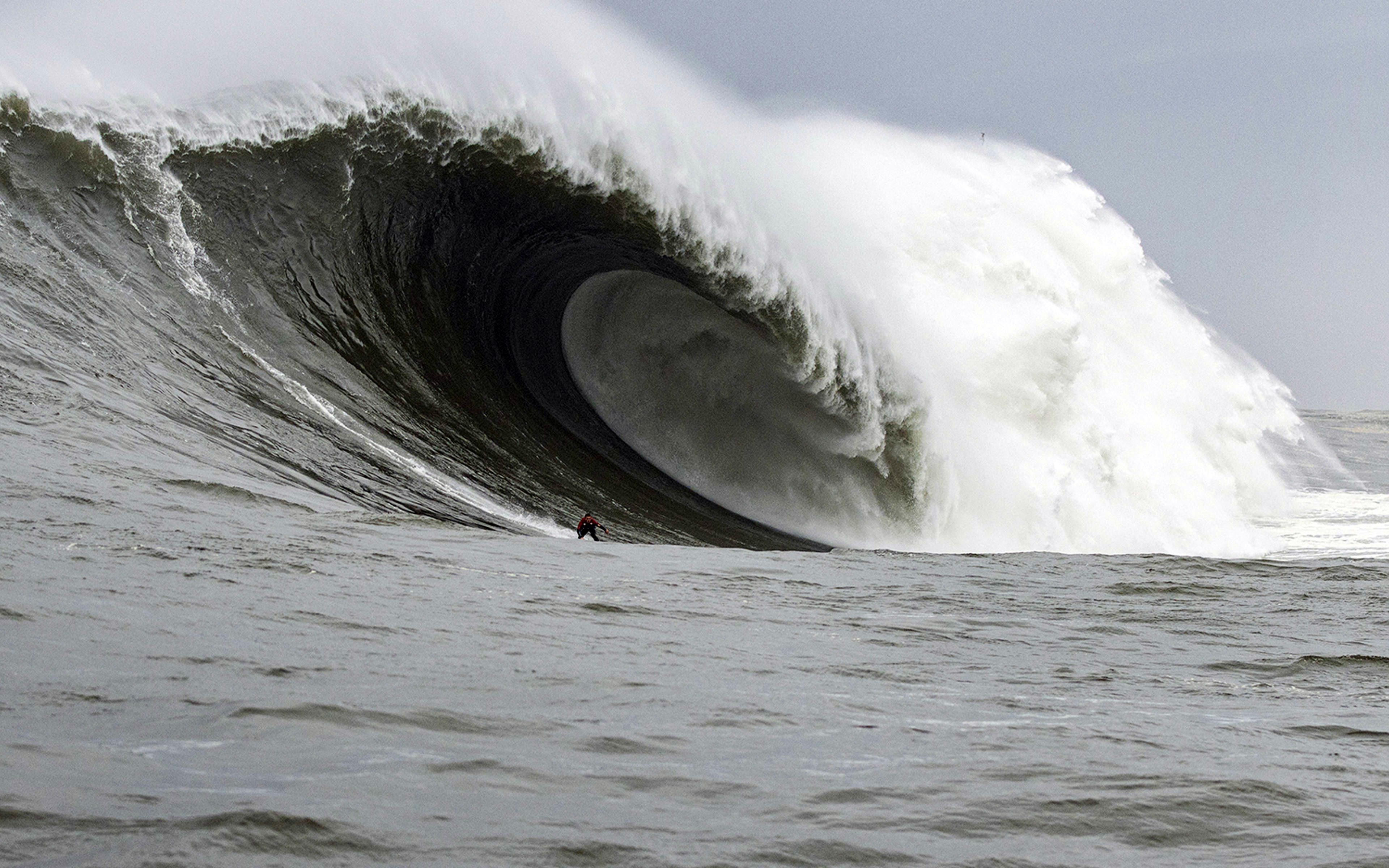 What Lies Beneath: the Waves, Reef and Marine Life of Maverick's ...